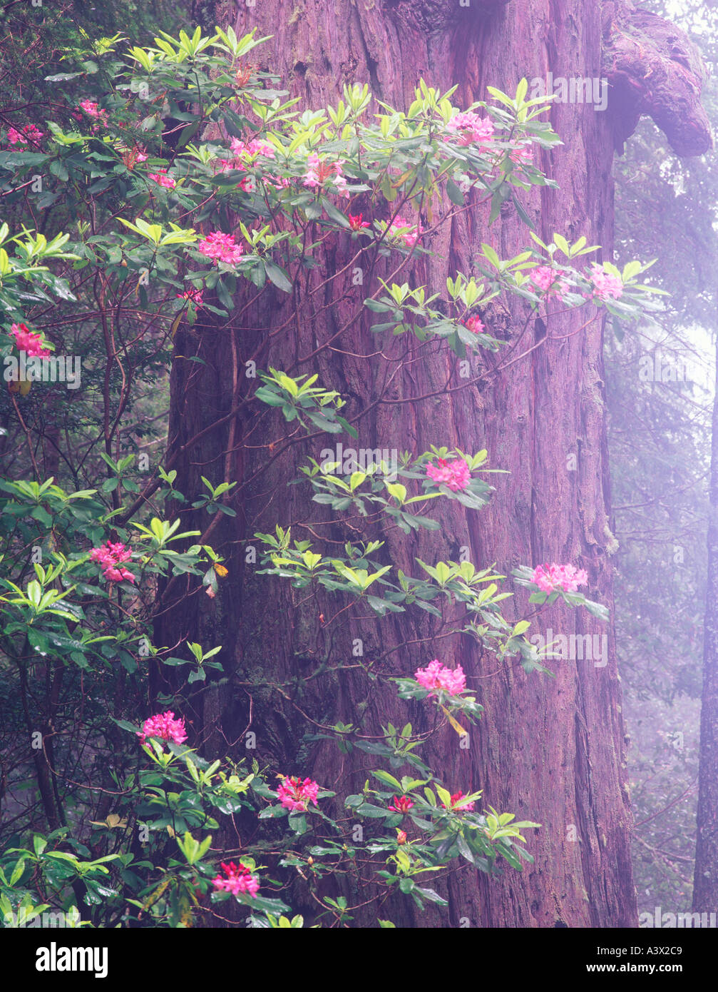 V00399M tiff Rhododendron in bloom with fog and redwood tree Redwood ...