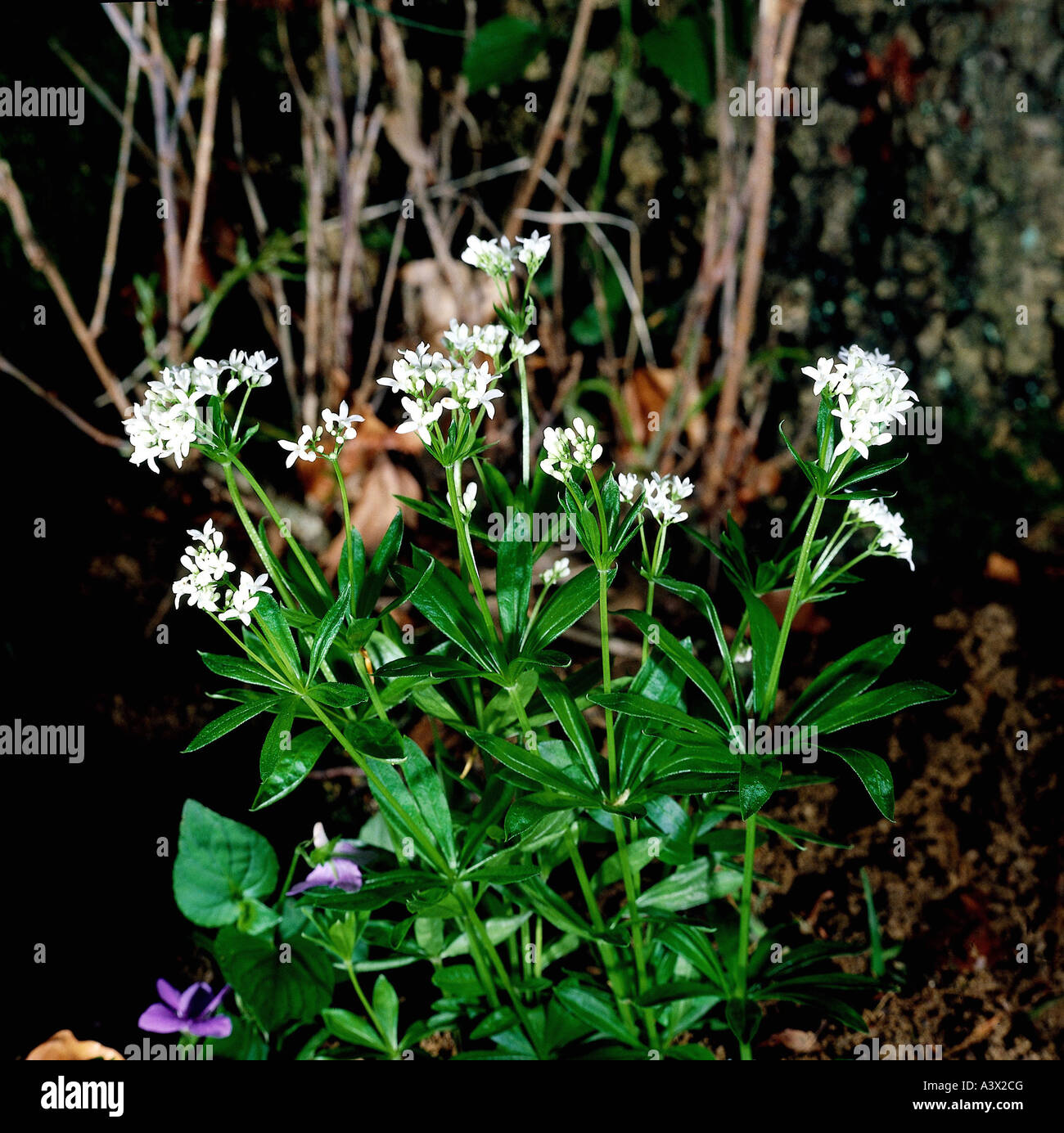 botany, Galium, Woodruff, (Galium odoratum), in meadow, white, blooming ...