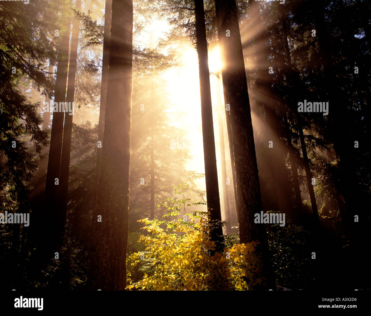 Aufderheide scenic byway hi-res stock photography and images - Alamy