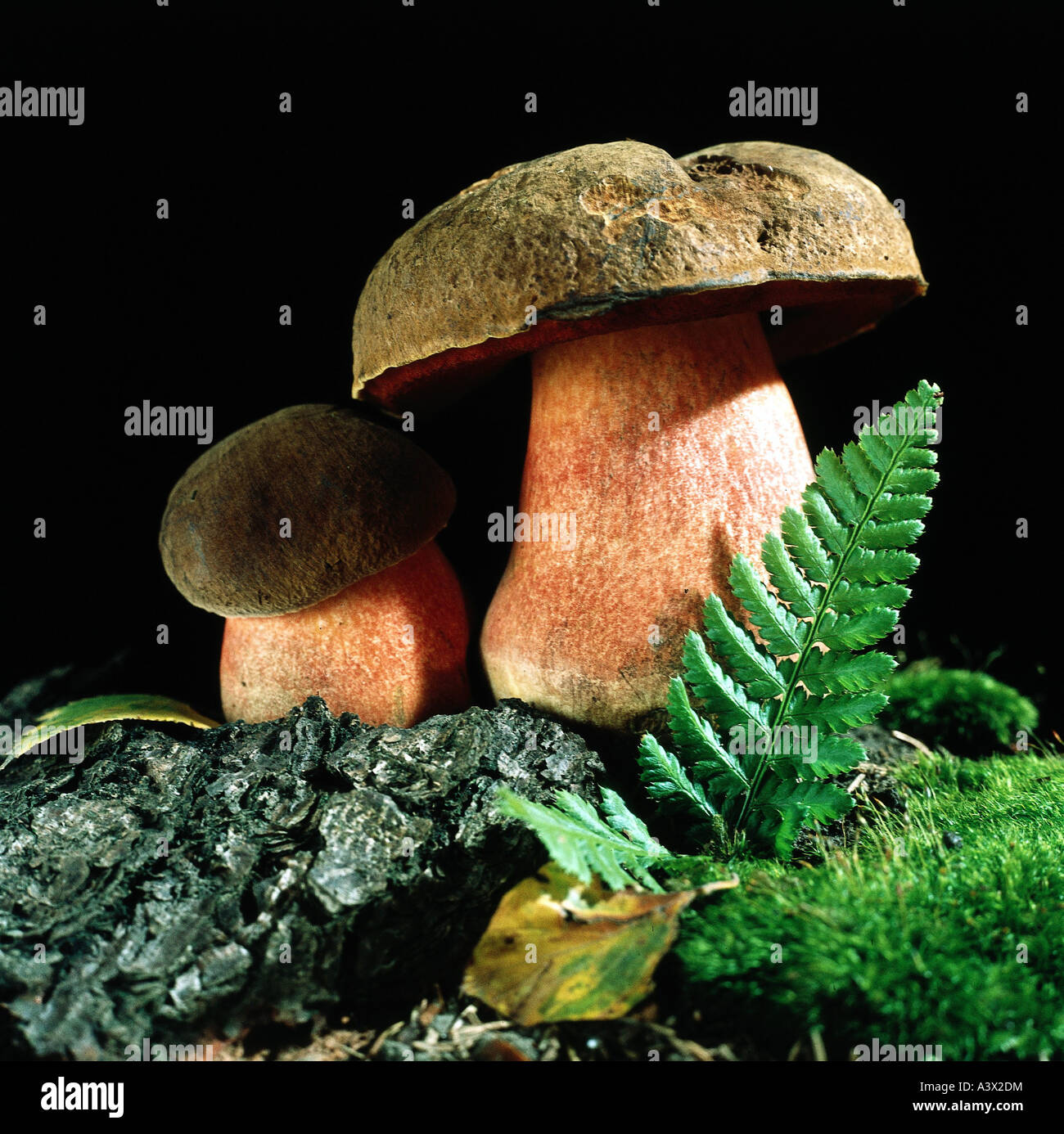 botany, Fungi, Boletaceae, (Boletus), Scarletina Bolete, (Boletus ...