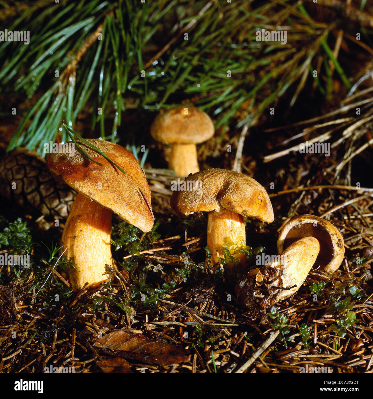 botany, fungi, Suilloid boletes, (Suillus), Velvet Bolete, (Suillus ...