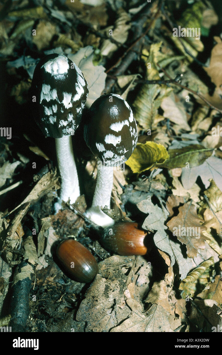 botany, fungi, Coprinus, Magpie Inkcap, (Coprinus picaceus), two ...