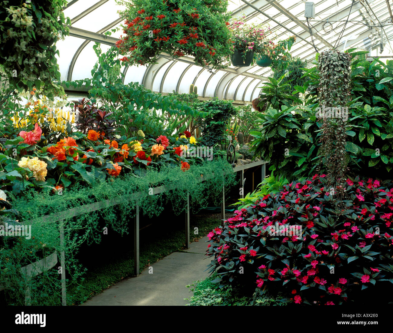 V00455M tif Flowers in Gaiser Conservatory Greenhouse Manito Park ...
