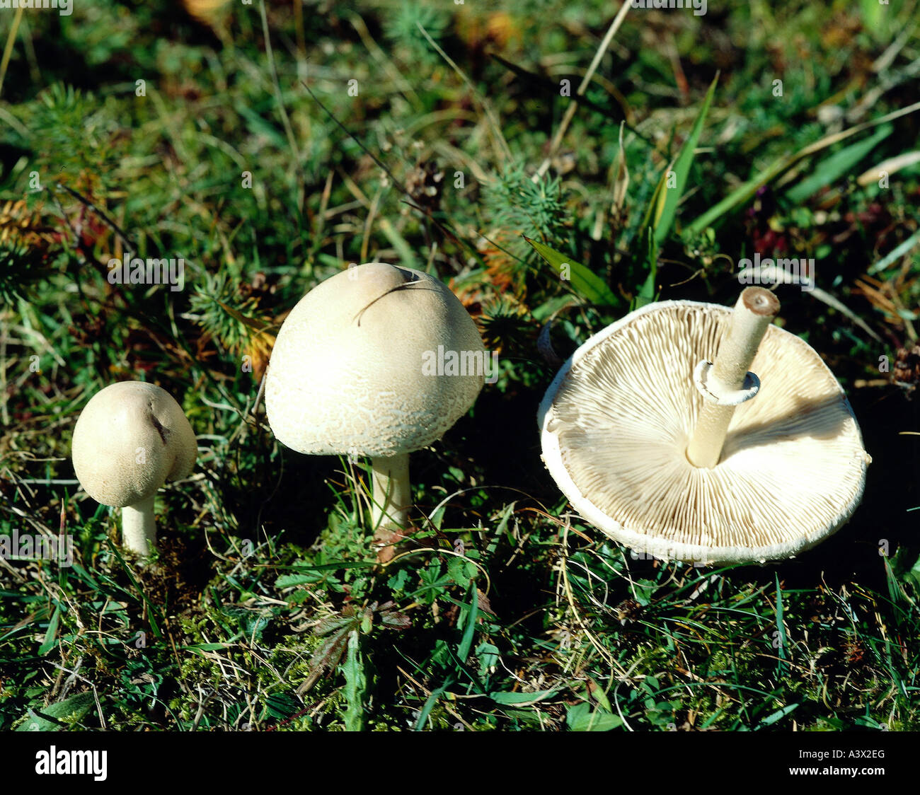 botany, fungi, Lepiota, Lepiota excoriata, three mushrooms on ...