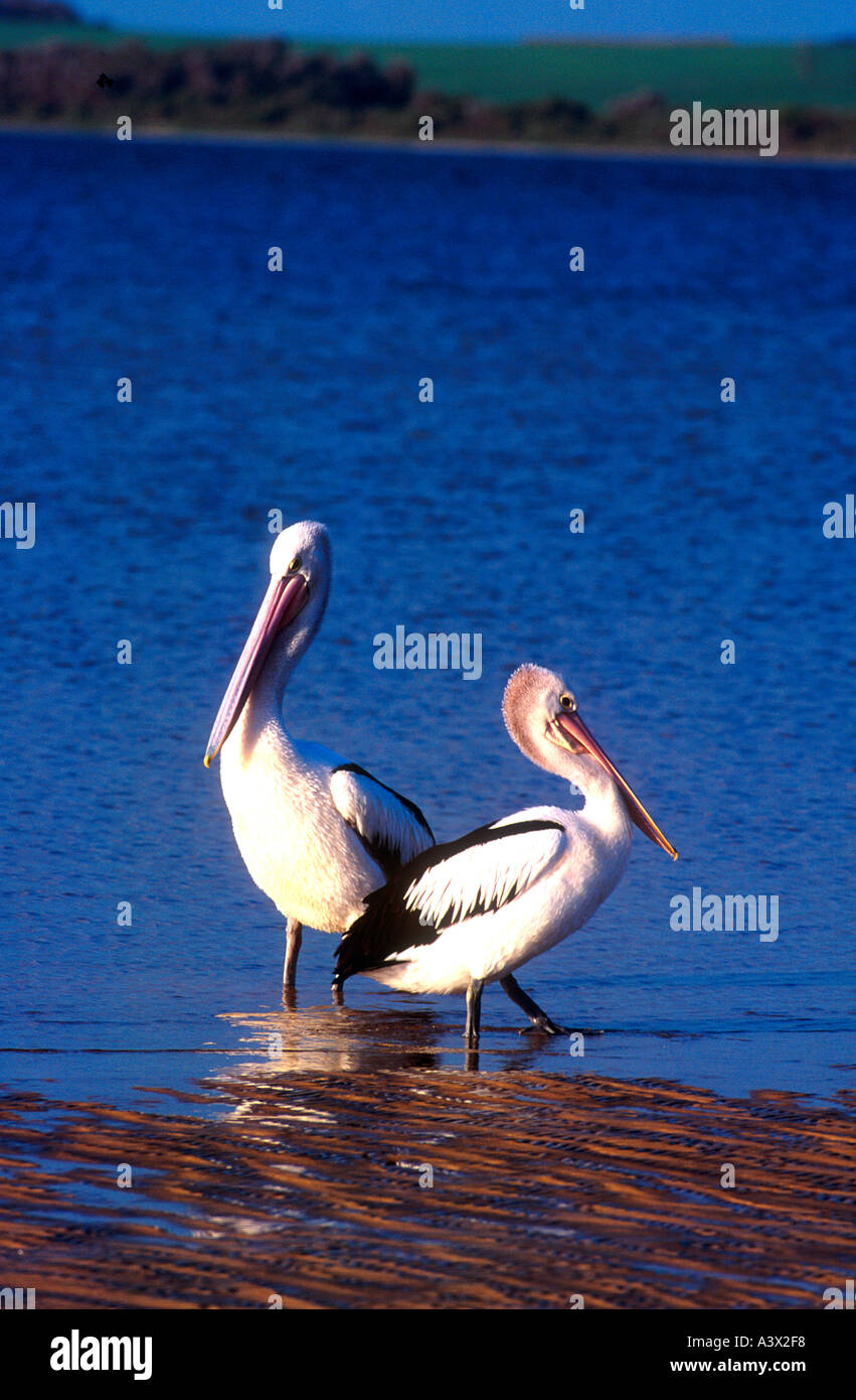 Australian pelicans beak hi-res stock photography and images - Alamy
