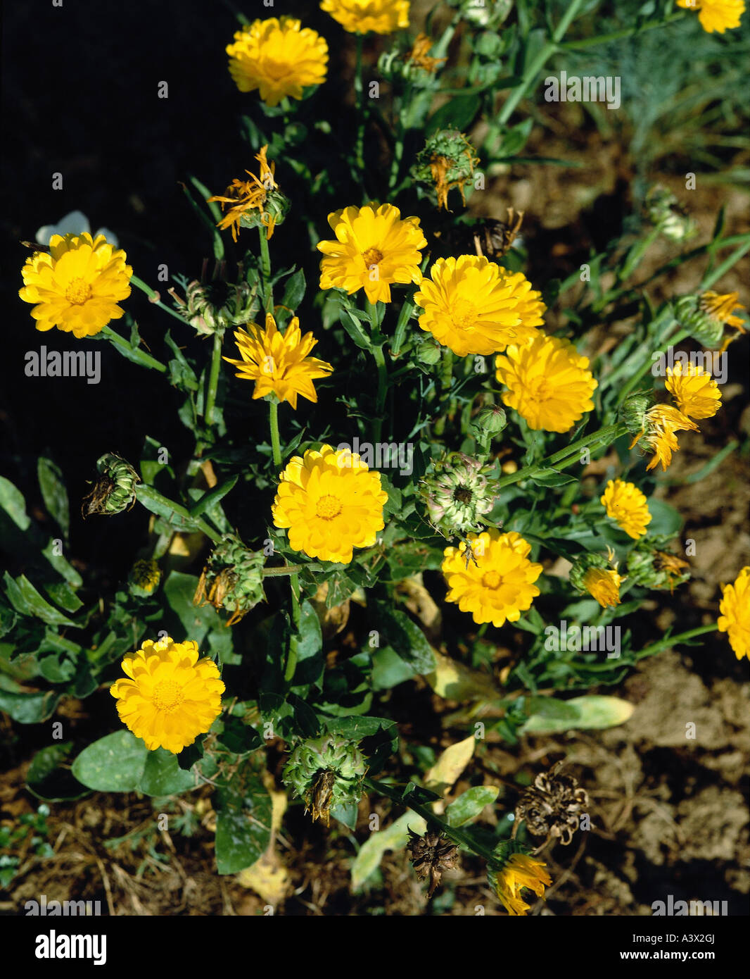 botany, Pot Marigold, (Calendula), Field Marigold, (Calendula arvensis), in field, Asteraceae ...