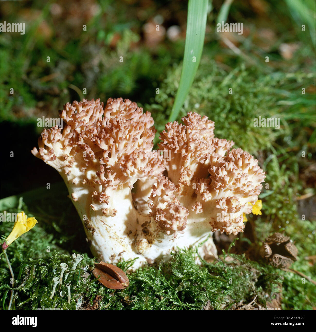 botany, fungi, corals, (Ramaria), Pink Coral, (Ramaria botrytis), on ...