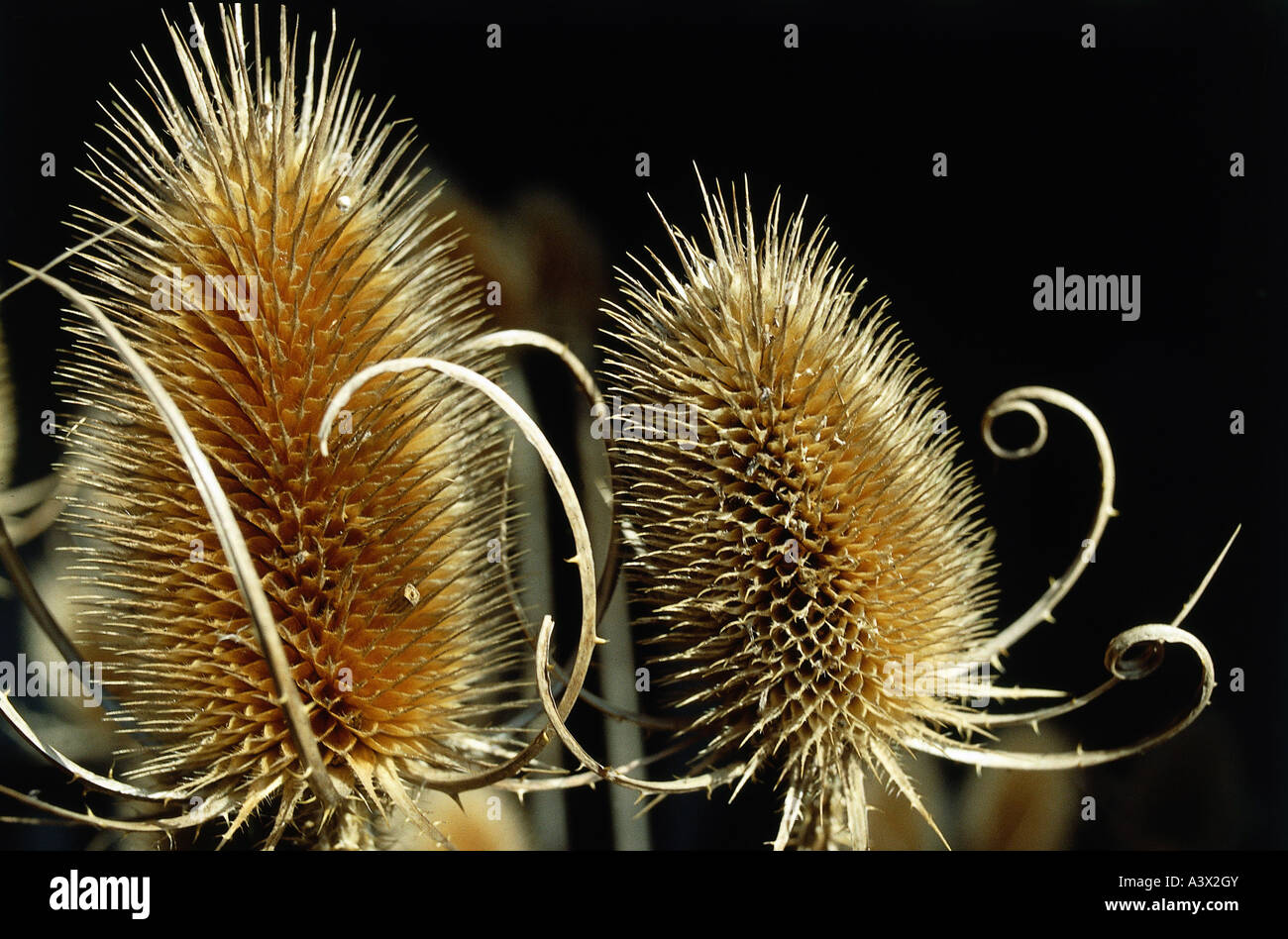 botany, teasel, (Dipsacus), Wild Teasel, (Dipsacus sylvestris), seed head, dry, dried ...