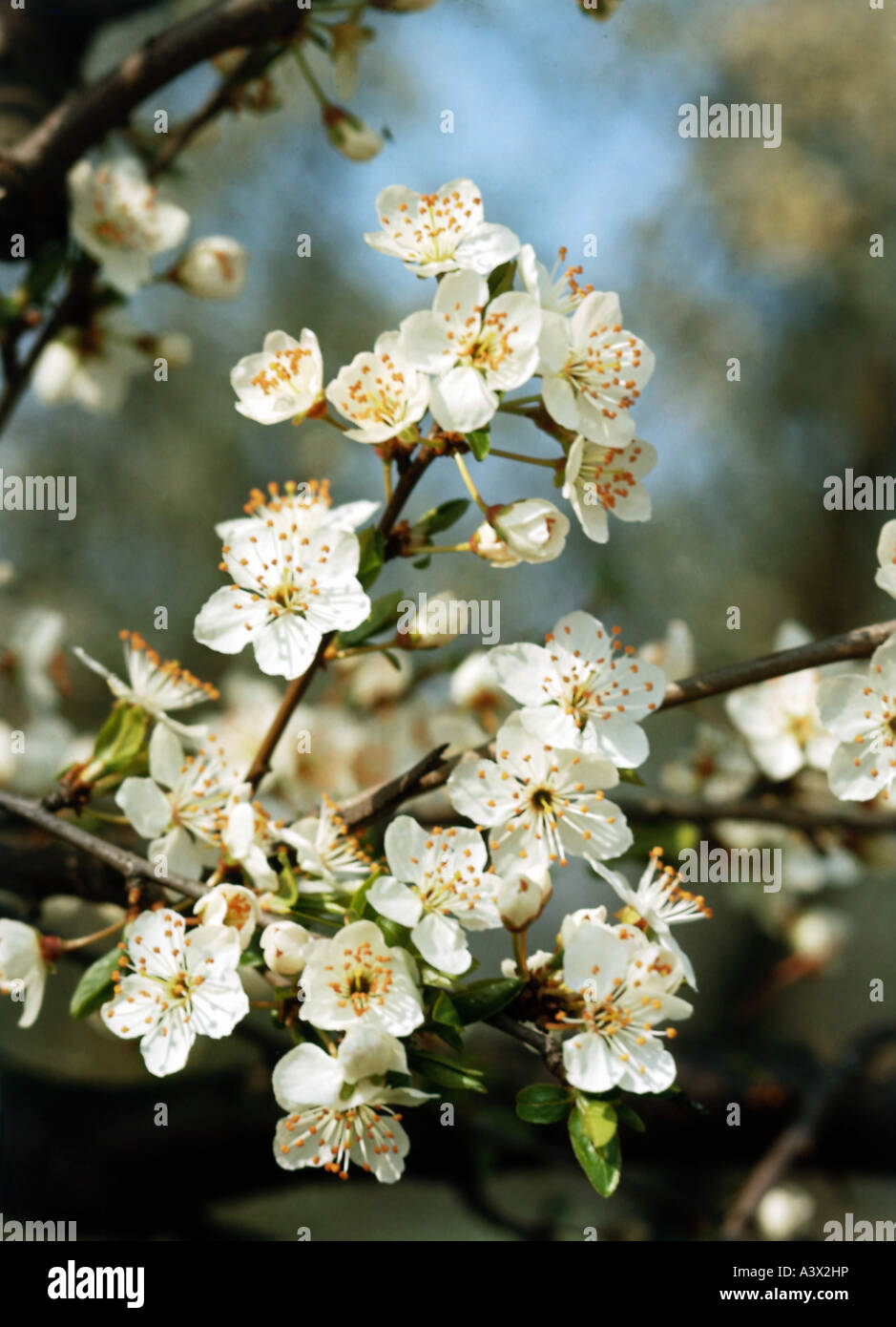 botany, plum, (Prunus domestica), blossom, on branch, white, blooming ...
