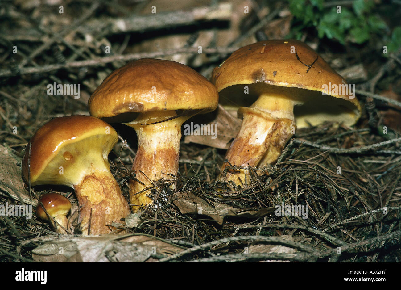 botany, fungi, Suilloid boletes, (Suillus), Larch Bolete, (Suillus ...