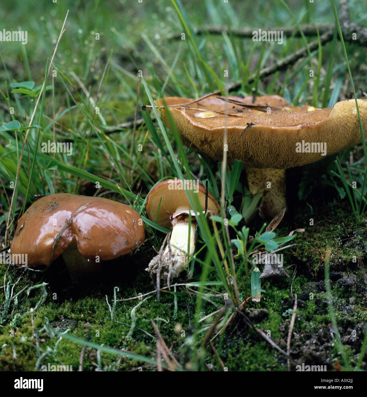botany, fungi, Suilloid boletes, (Suillus), Slippery Jack, (Suillus ...