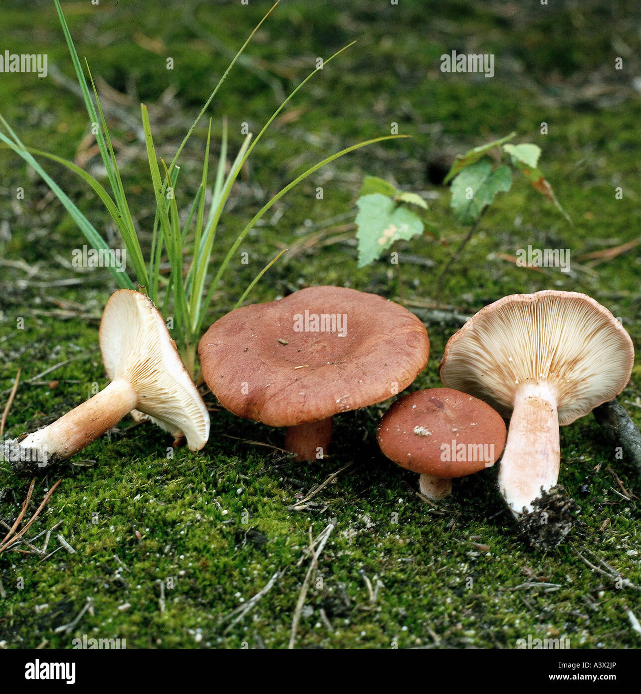 The rufous milkcap hi-res stock photography and images - Alamy
