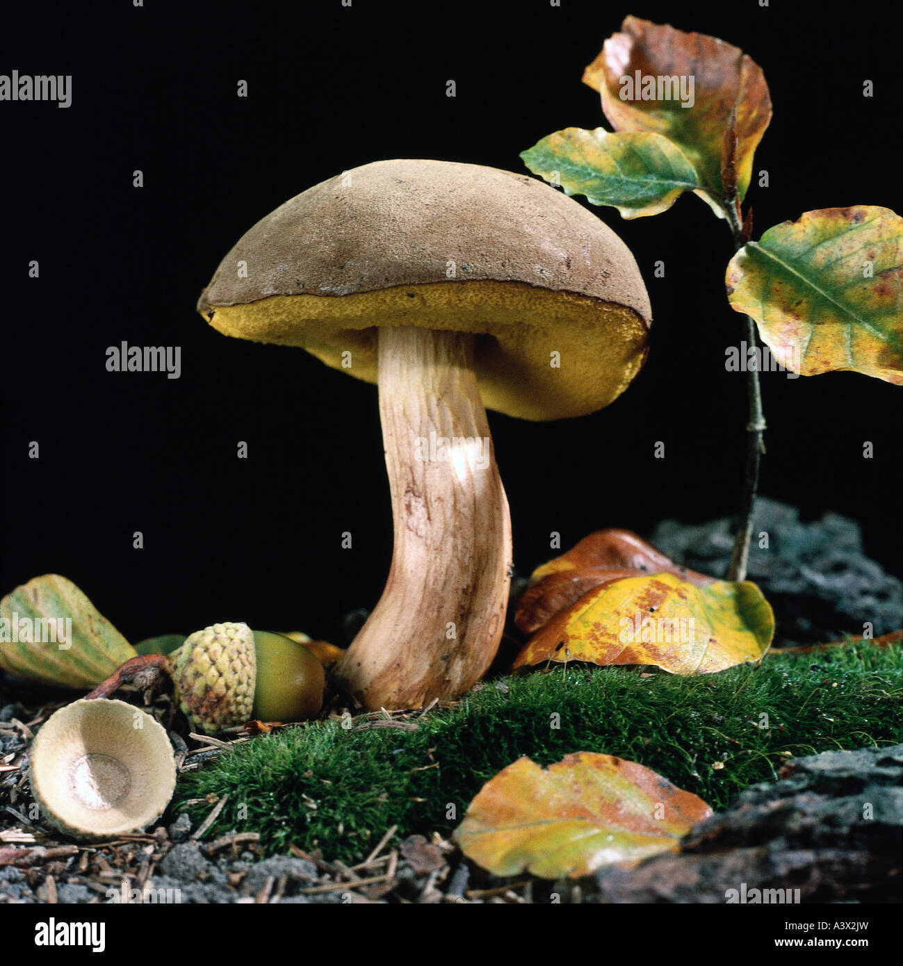 botany, fungi, Xerocomus, Suede Bolete, (Xerocomus subtomentosus), on ...