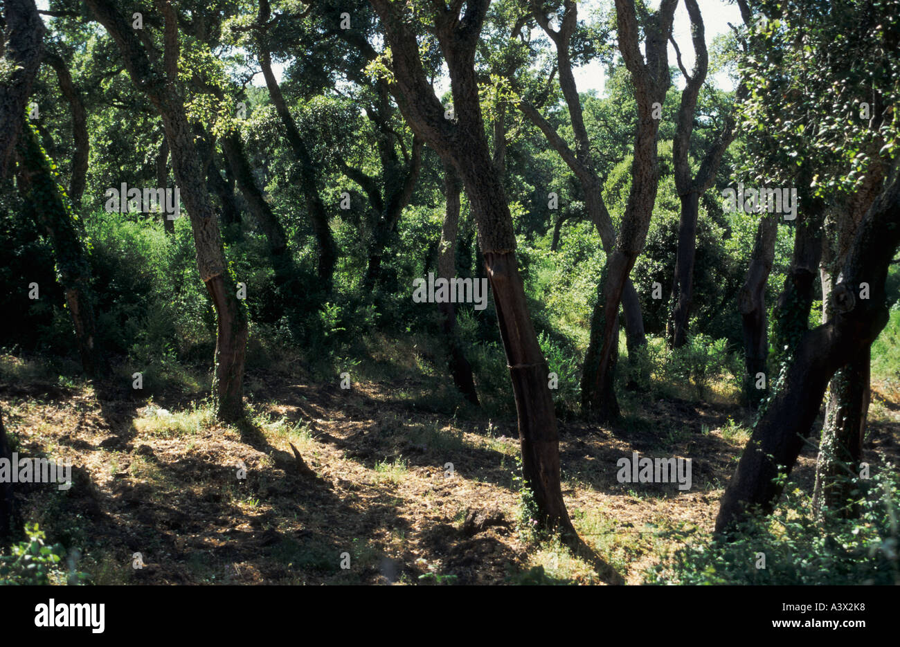 Cork tree sardinia island hi-res stock photography and images - Alamy