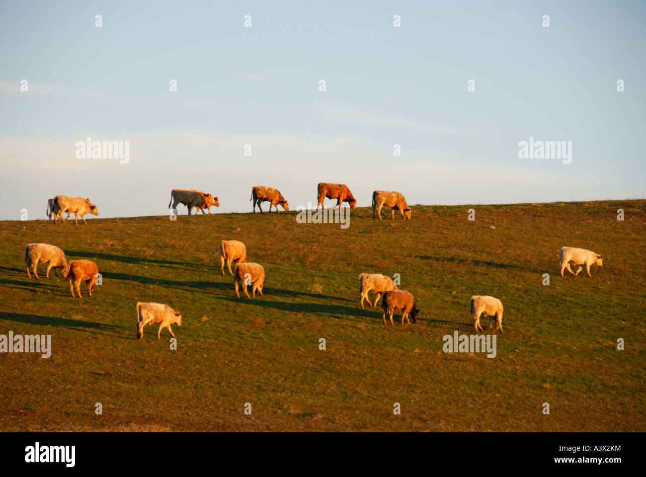 "Cattle ranch, "northern California", USA Stock Photo - Alamy