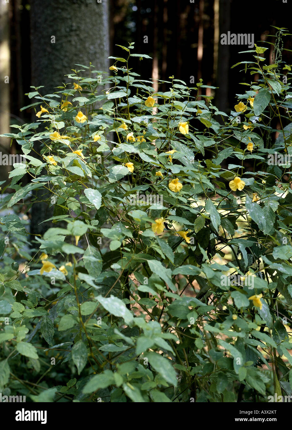 botany, Impatiens, (Impatiens), Touch-me-not Balsam, (Impatiens noli ...