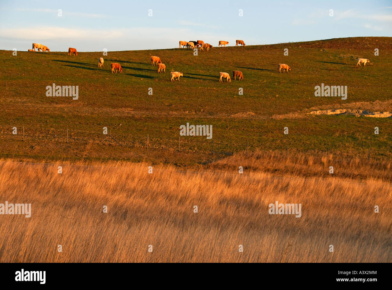 "Cattle ranch, "northern California", USA Stock Photo - Alamy