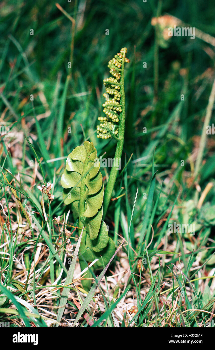 Moonwort botrychium lunaria hi-res stock photography and images - Alamy