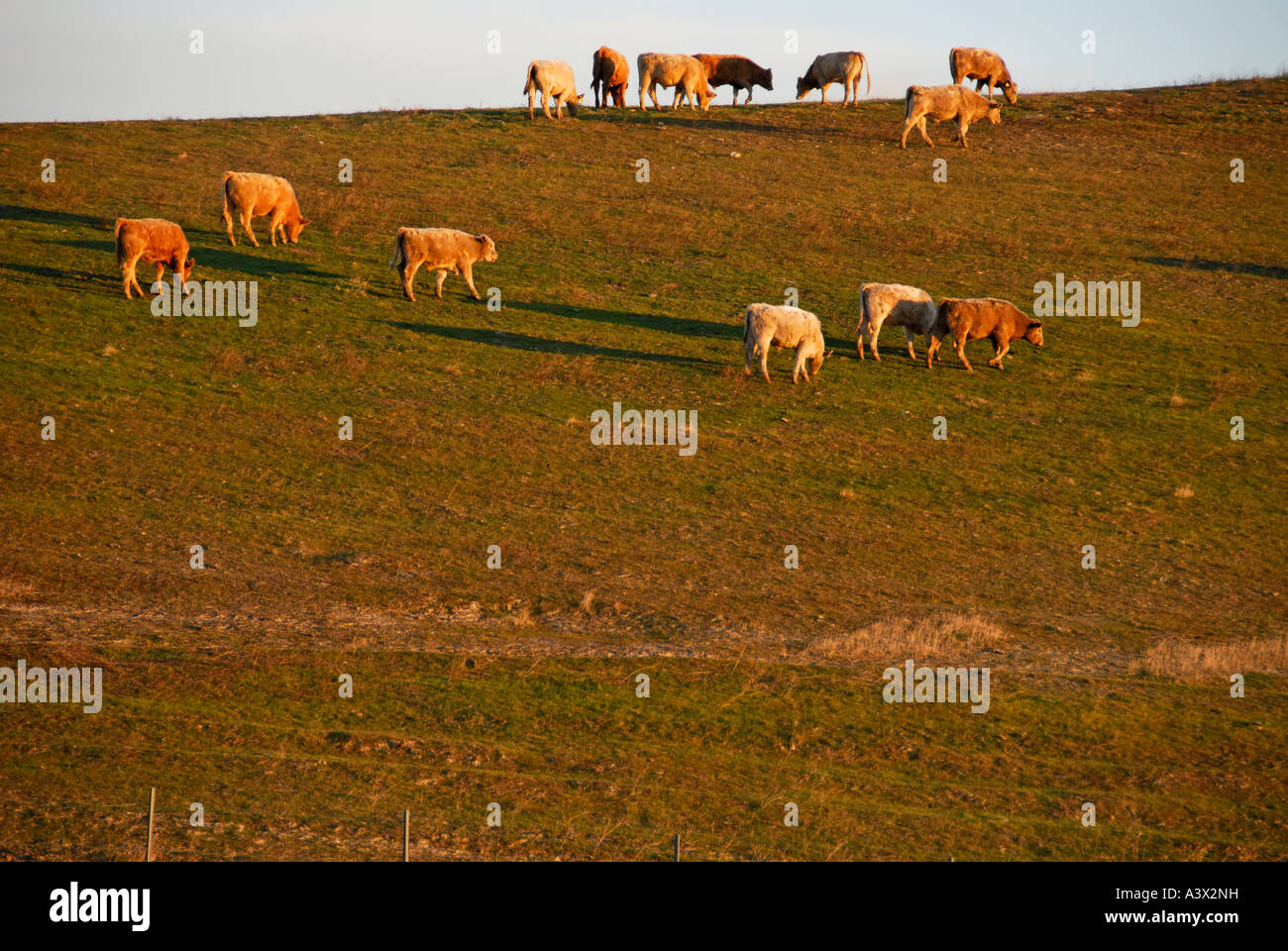 "Cattle ranch, "northern California", USA Stock Photo - Alamy