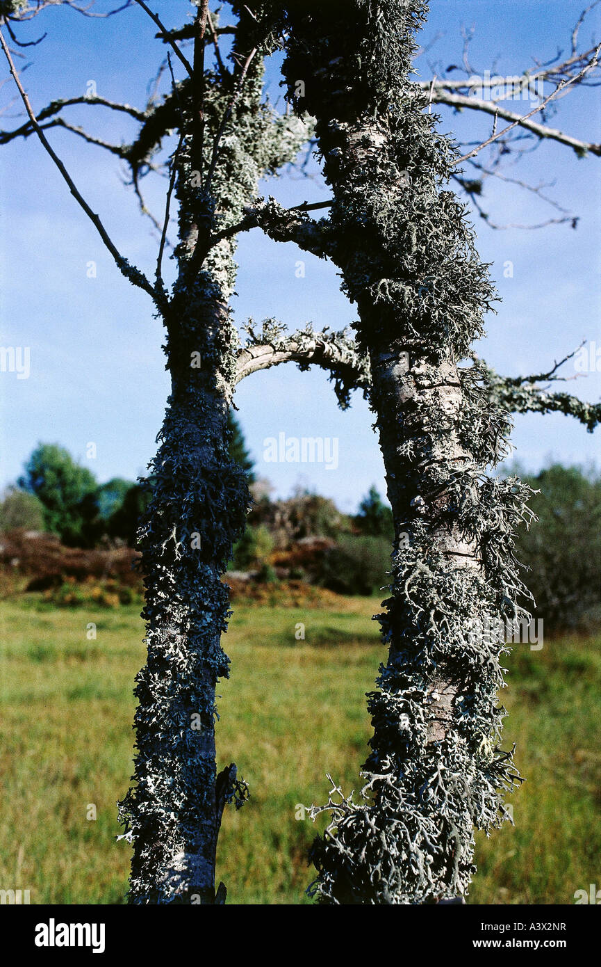 botany, Lichen, Parmelia physodes, lichen-covered tree, lichens ...