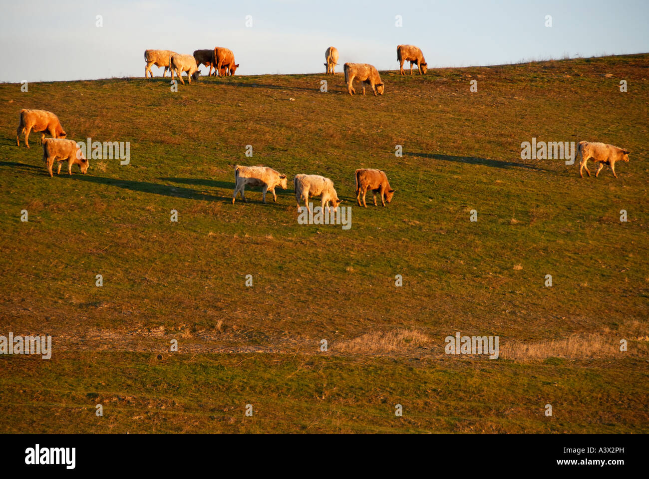 "Cattle ranch, "northern California", USA Stock Photo - Alamy
