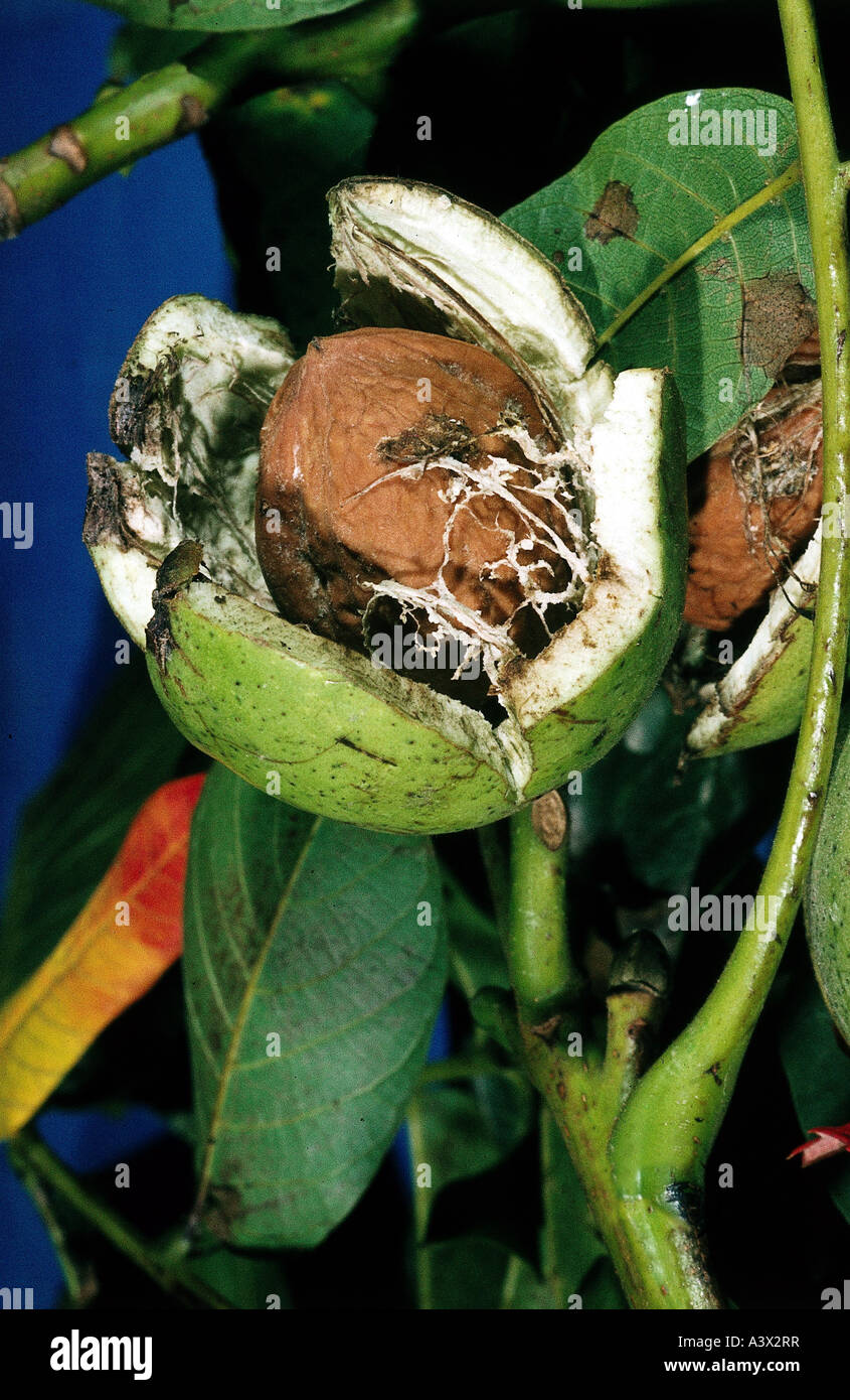 botany, walnut tree, Persian Walnut, (Juglans regia), fruit ...