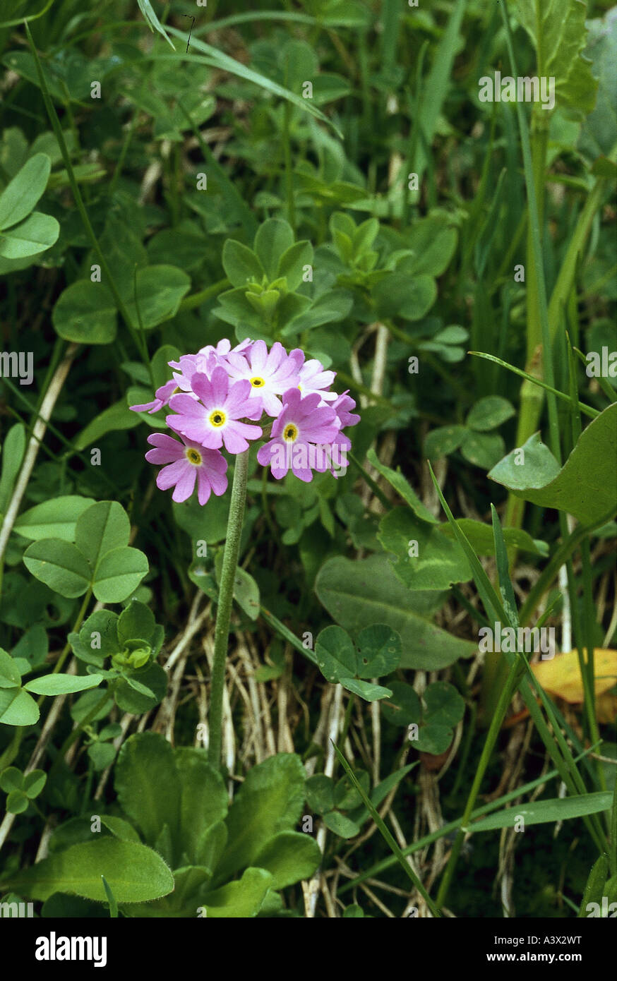 botany, primrose, (Primula), species, bird's eye primrose, (Primula ...