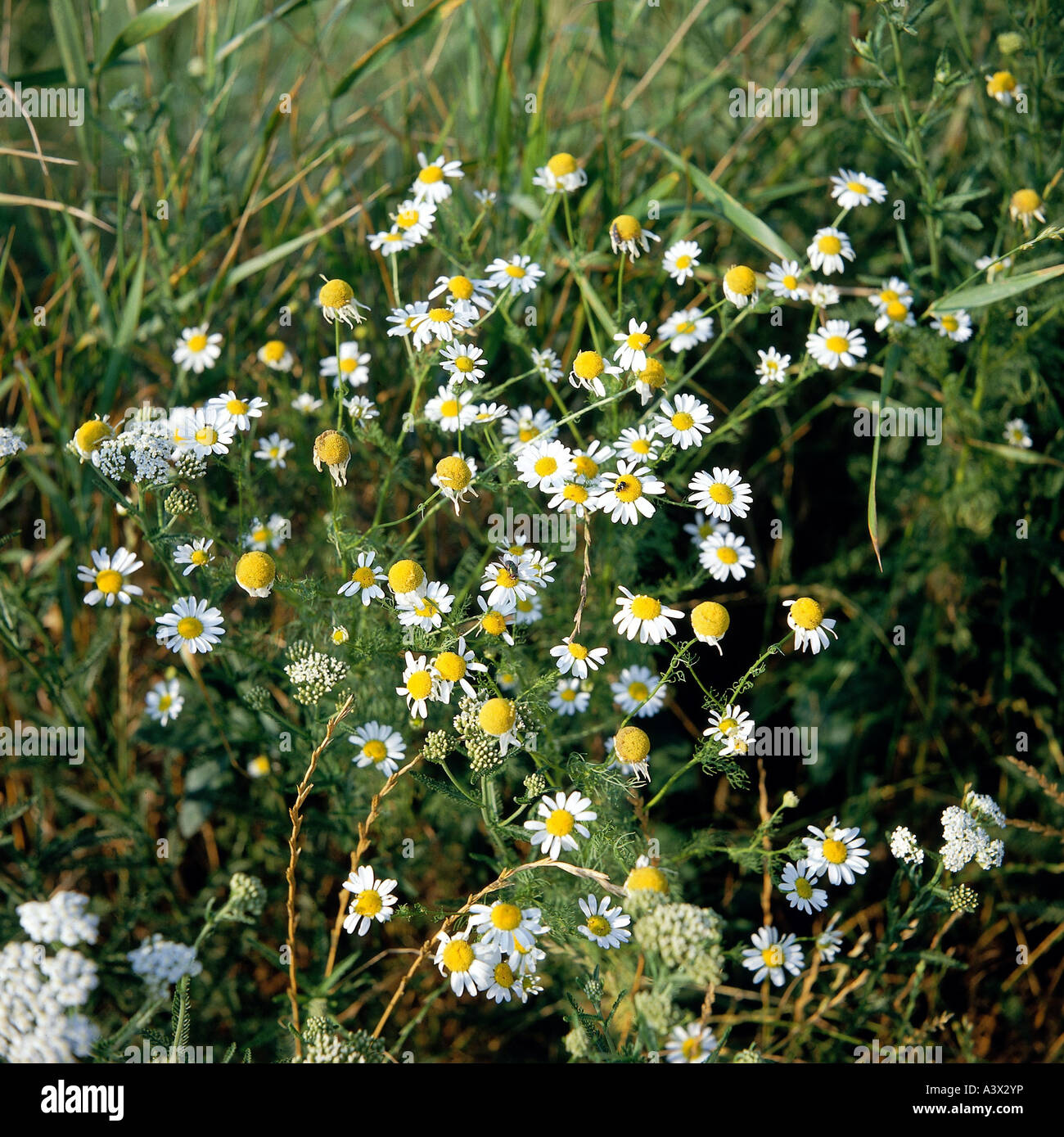 botany, Mayweed, (Matricaria), Scentless Mayweed, (Matricaria indora ...