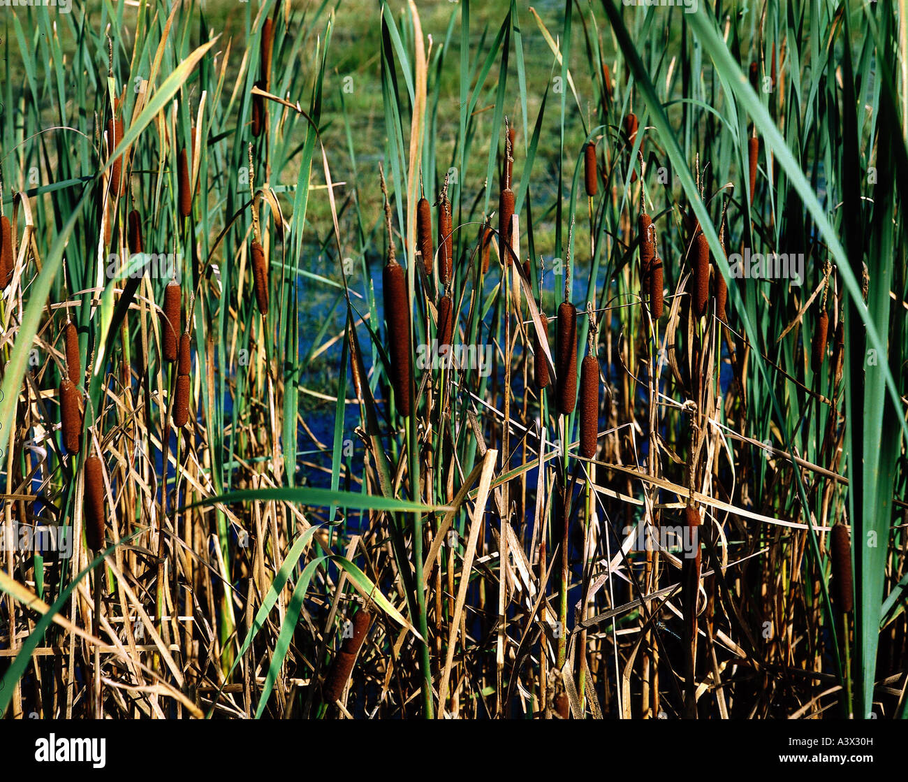 botany, bulrush, (Typha), Common Bulrush, (Typha latifolia), seed head ...