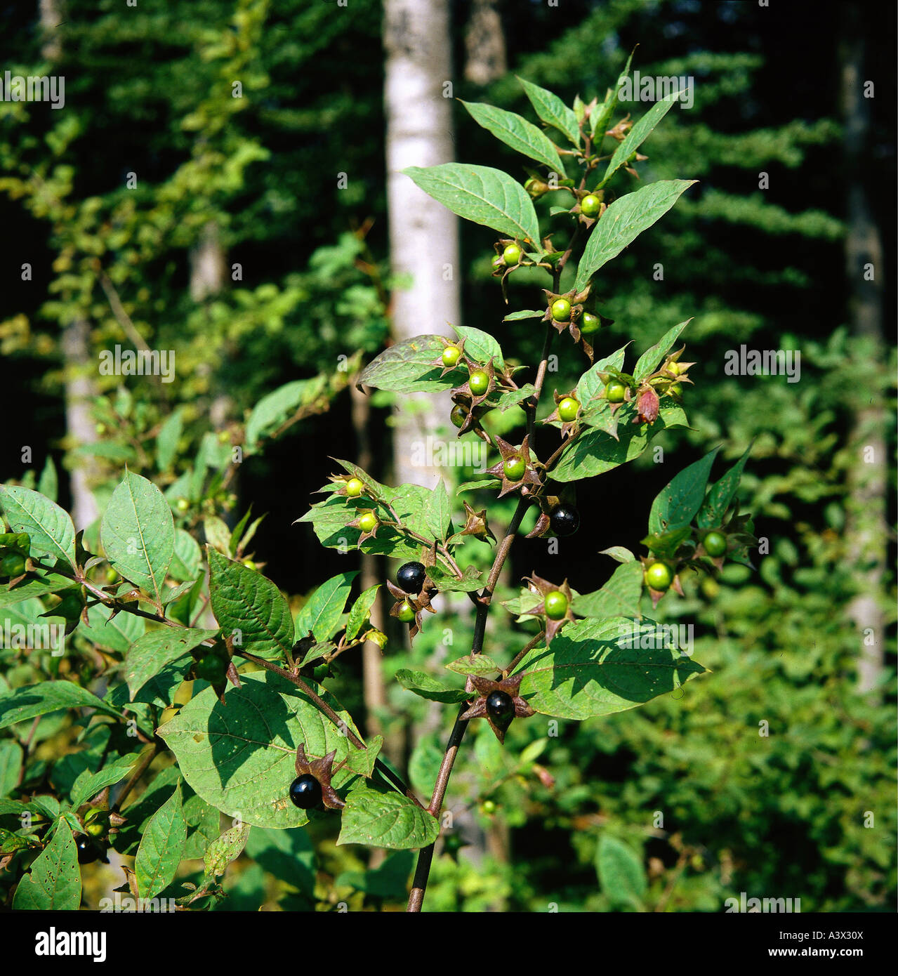 Belladonna Plant Australia
