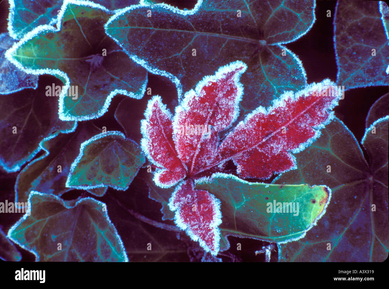 V00127 tif English Ivy with leaf of Japanese Maple tree in fall color ...