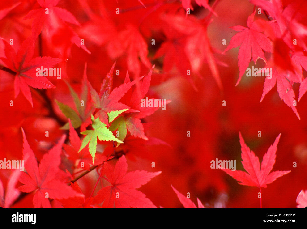 Japanese garden small red maples hi-res stock photography and images ...