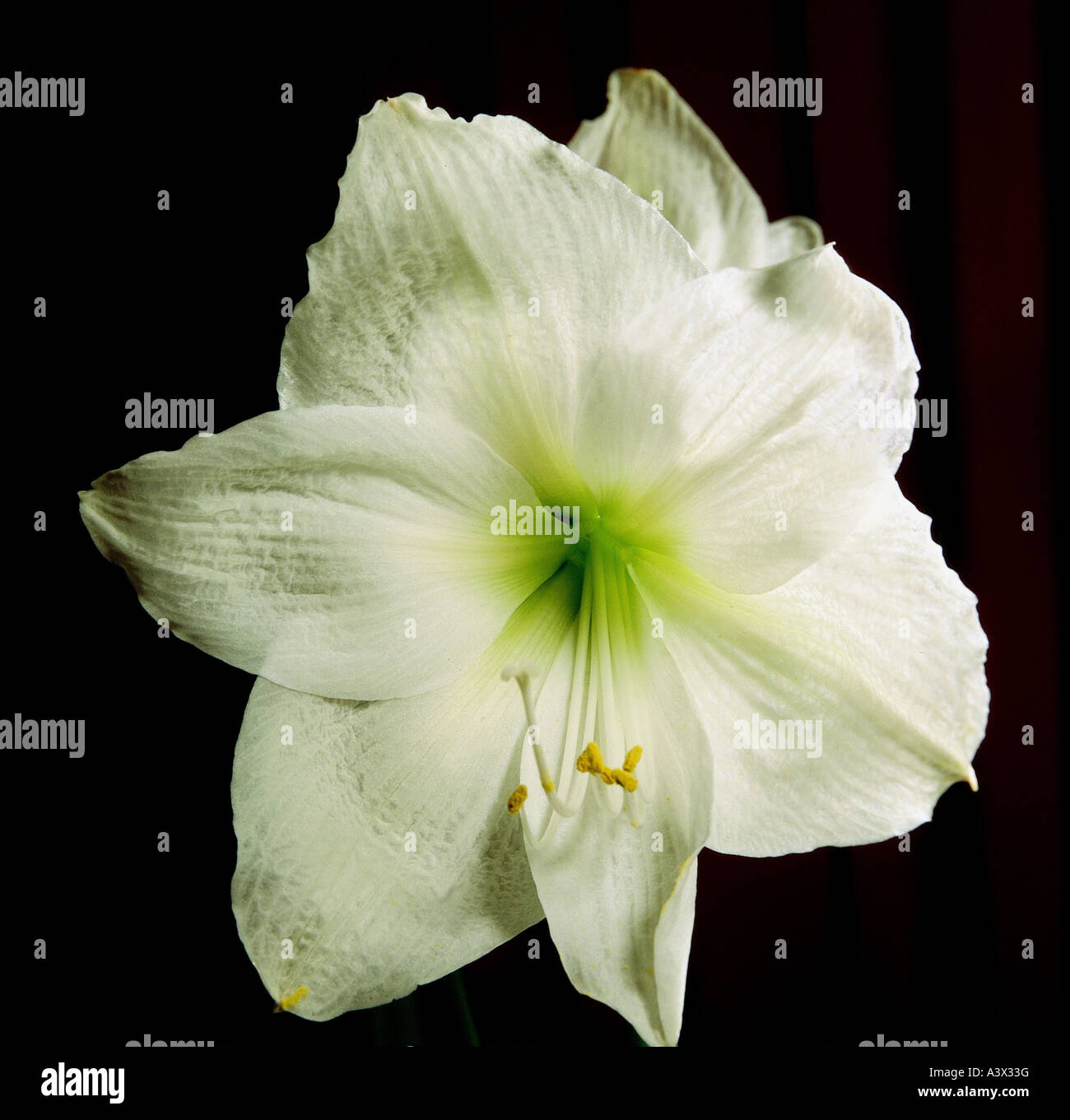 botany, Hippeastrum, (Hippeastrum), blossom, white, blooming, flowering ...