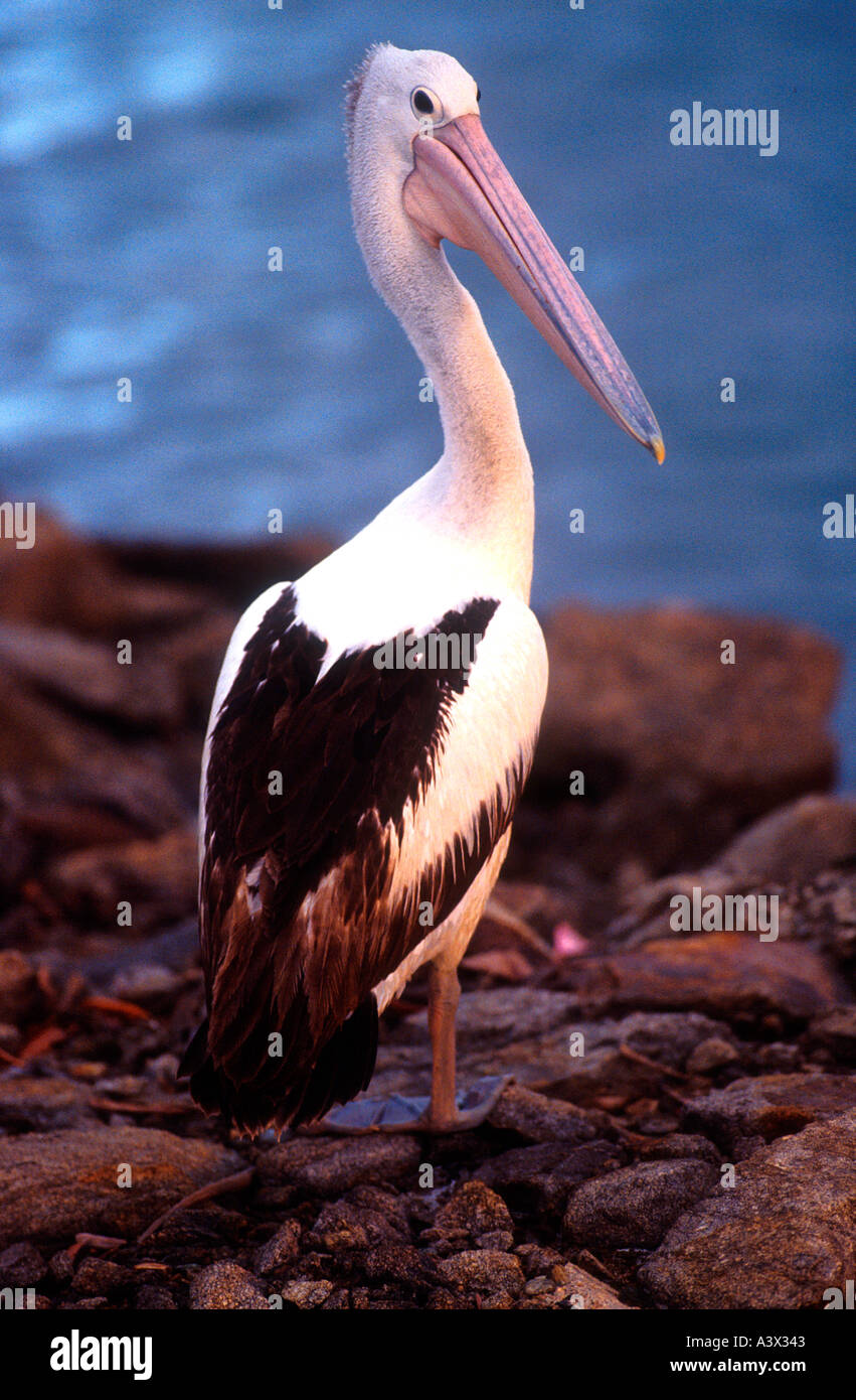 Australian pelican Cairns waterfront Queensland Australia Stock Photo ...