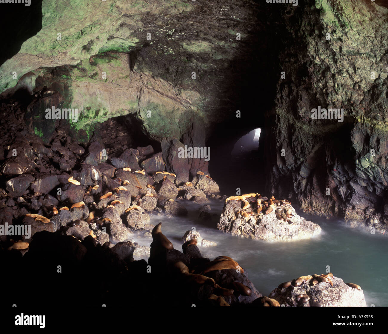 Seals Sea Lions Oregon at Stuart Witt blog