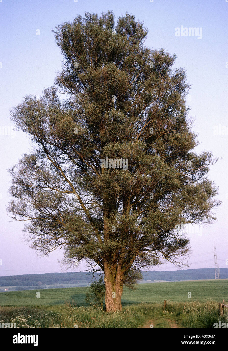 botany, willow, (Salix), White Willow, (Salix alba), in meadow, tree ...