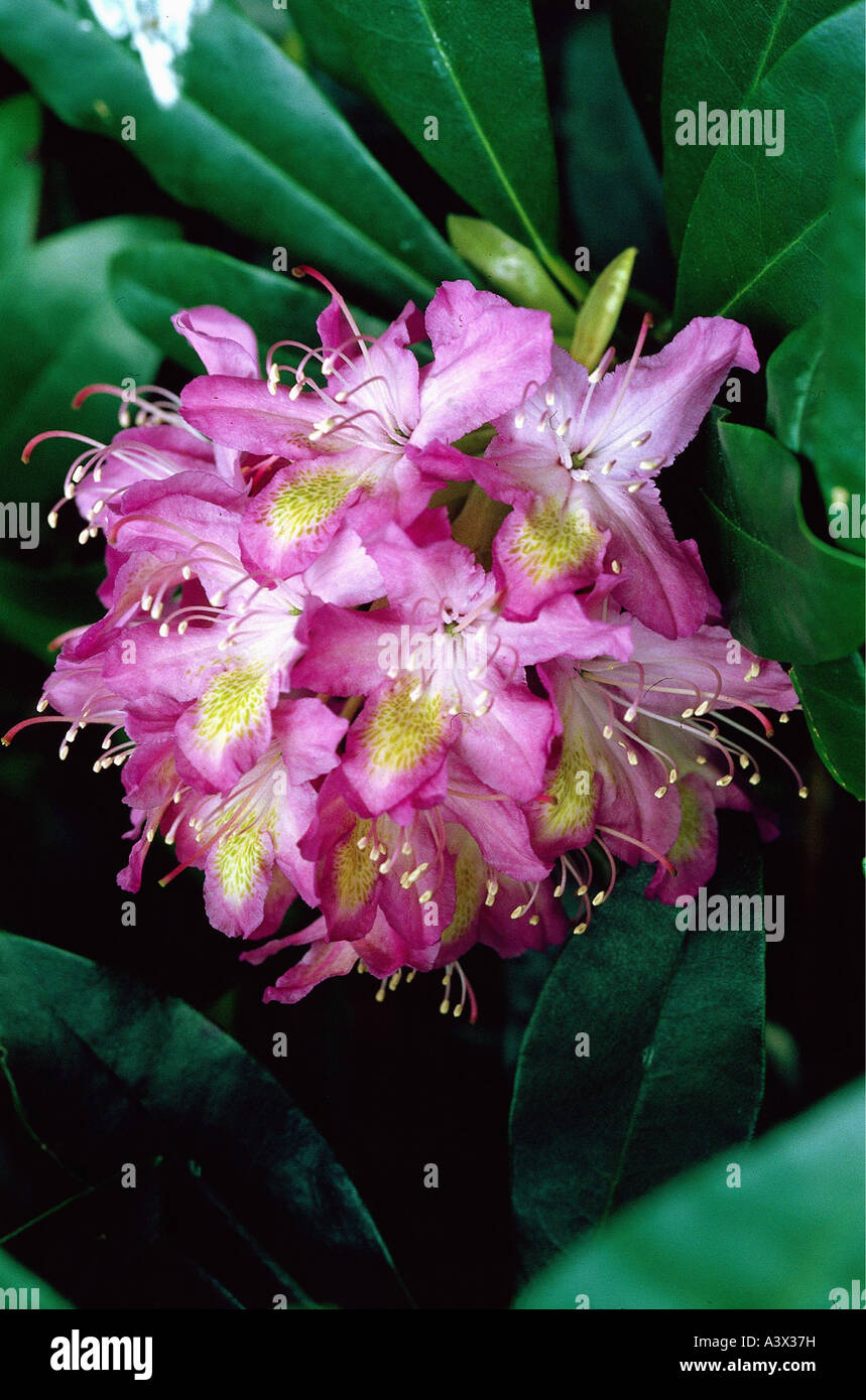 botany, Rhododendron, Alpen Rose, species: Rhododendron hybride ...