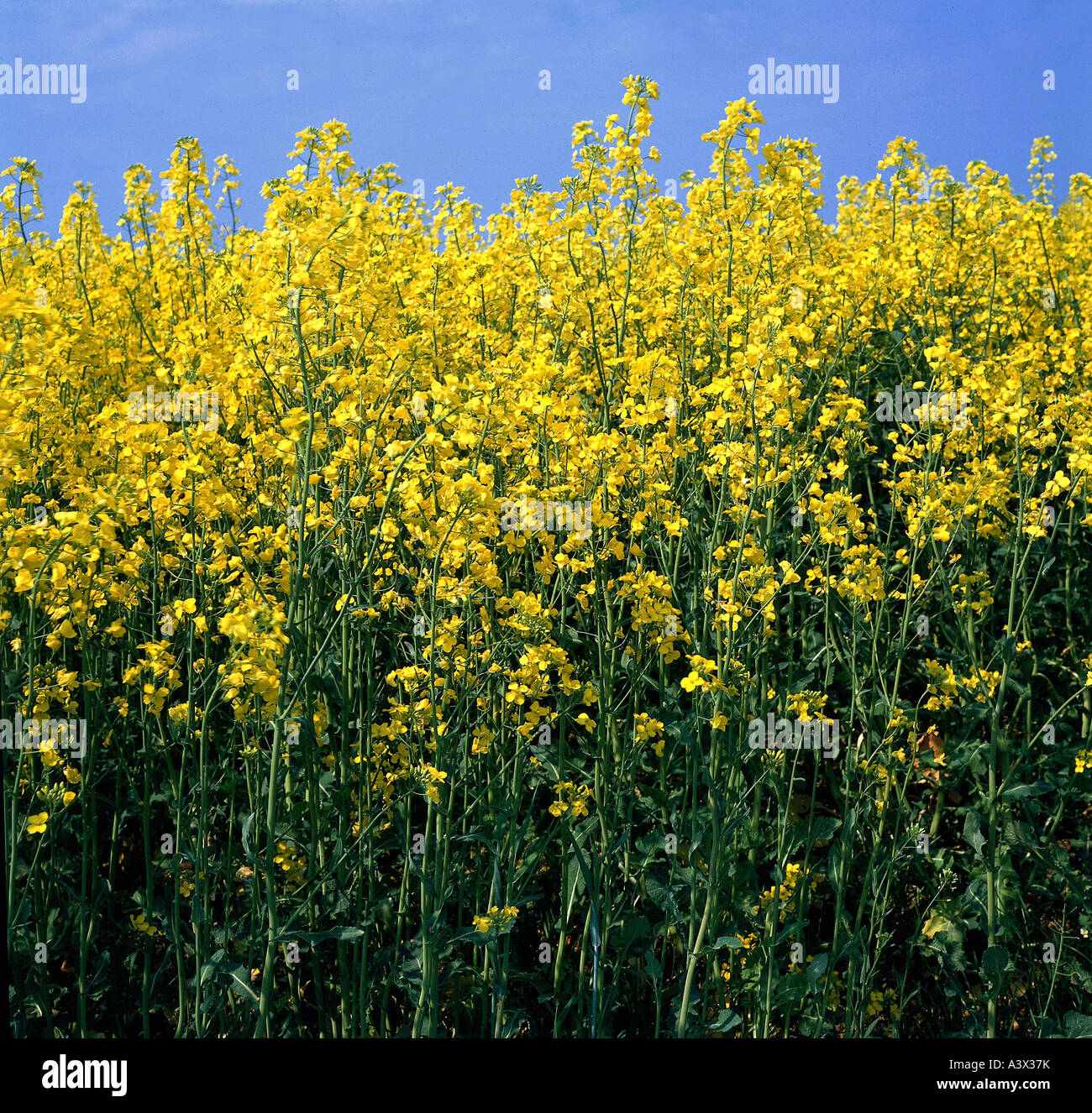 botany, Rapeseed, (Brassica napus), on field, Brassicaceae, Cruciferae ...