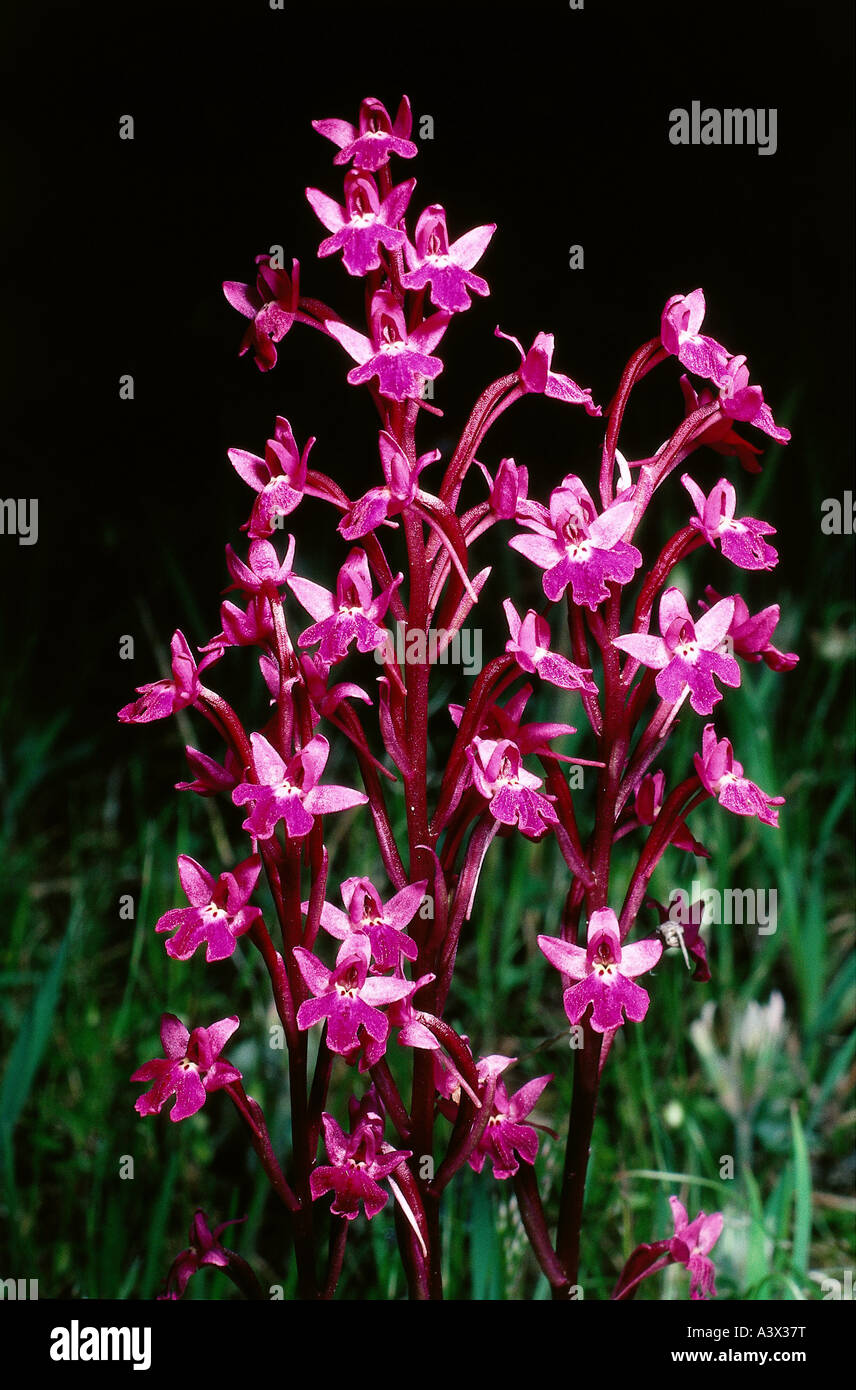 botany, Orchid, (Orchis), species, Four-spotted Orchis, (Orchis ...