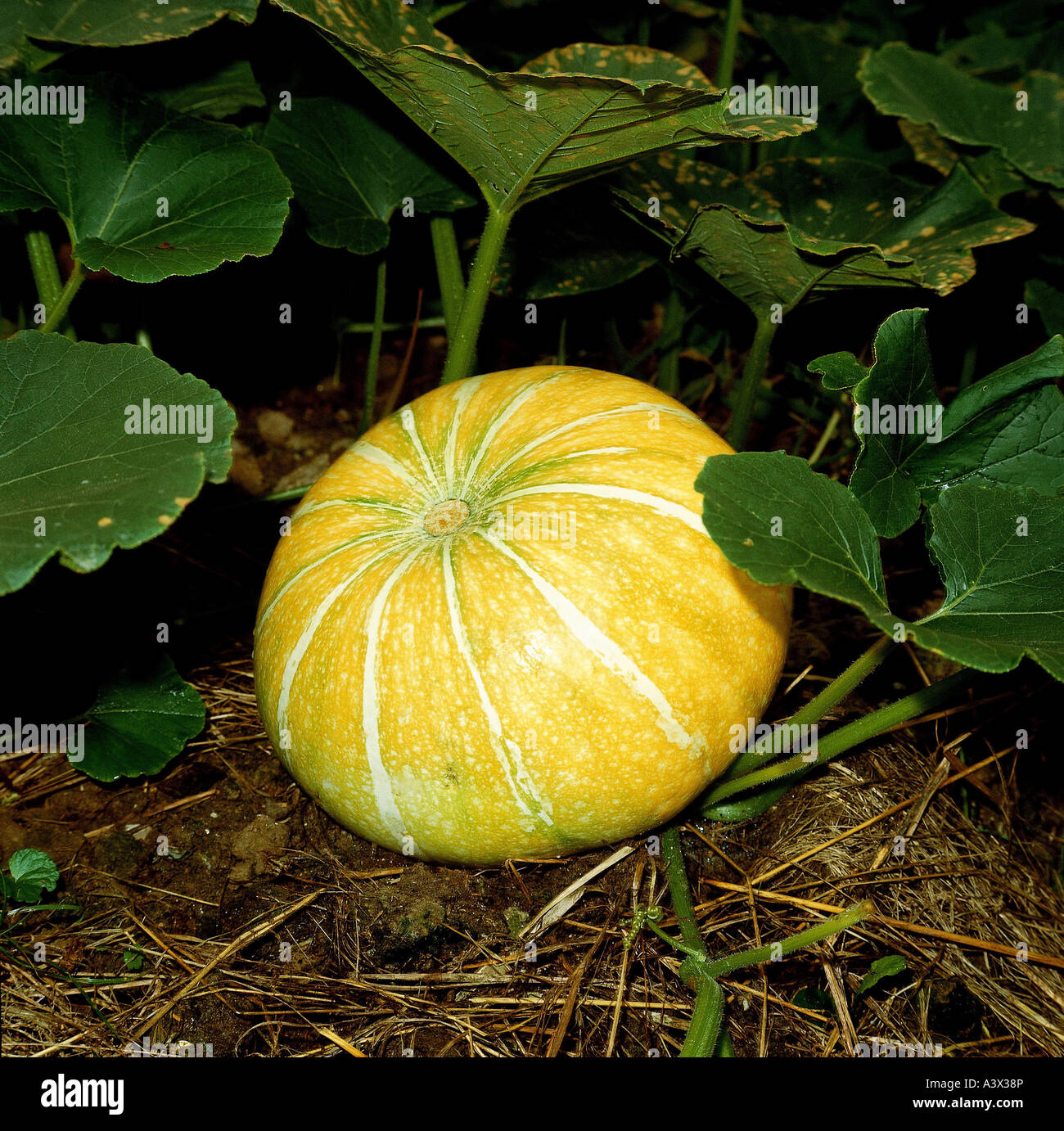 botany, squash, (Cucurbita), on field, Dilleniidae, Violales ...