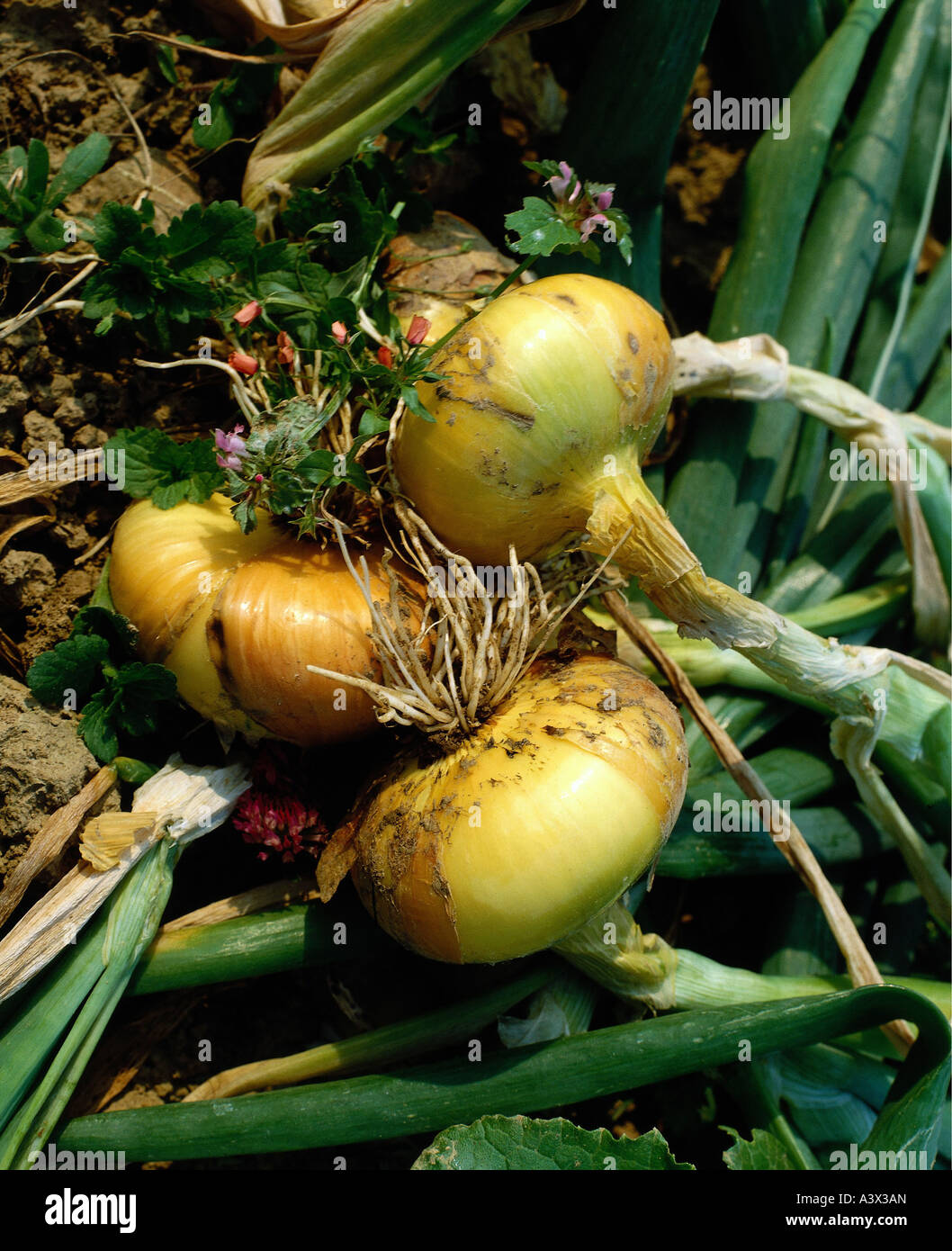 Scallion bulbless young onion hi-res stock photography and images - Alamy