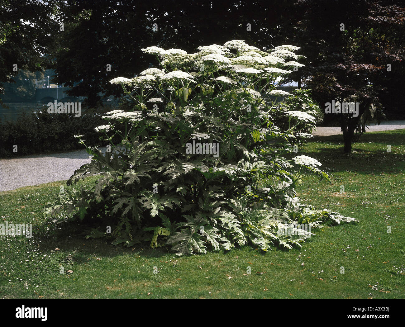 botany, Conium, (Conium), Hemlock, (Conium maculatum), in meadow ...