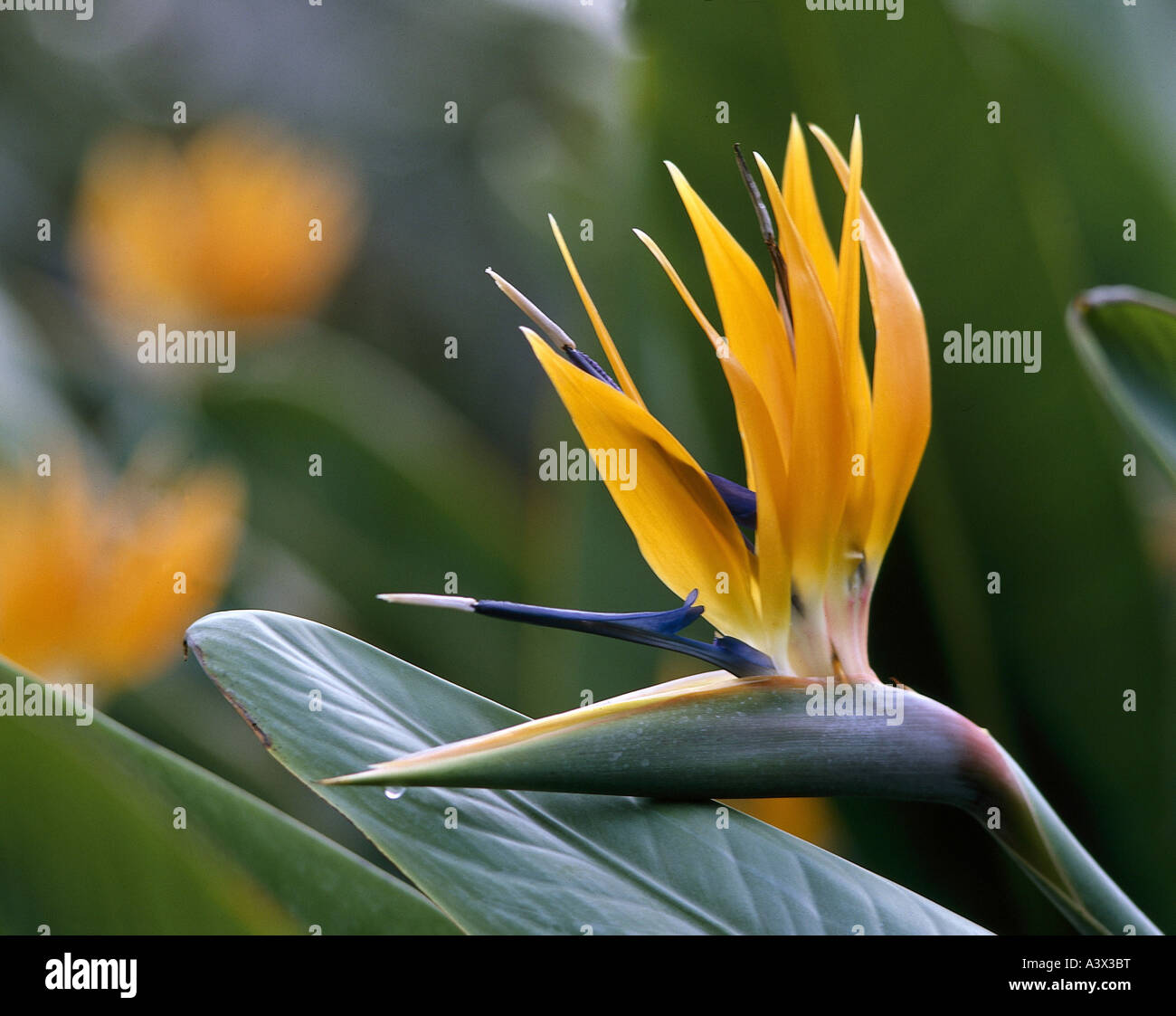 botany, Strelitzia, (Strelitzia reginae), yellow blossom, Crane Flower ...
