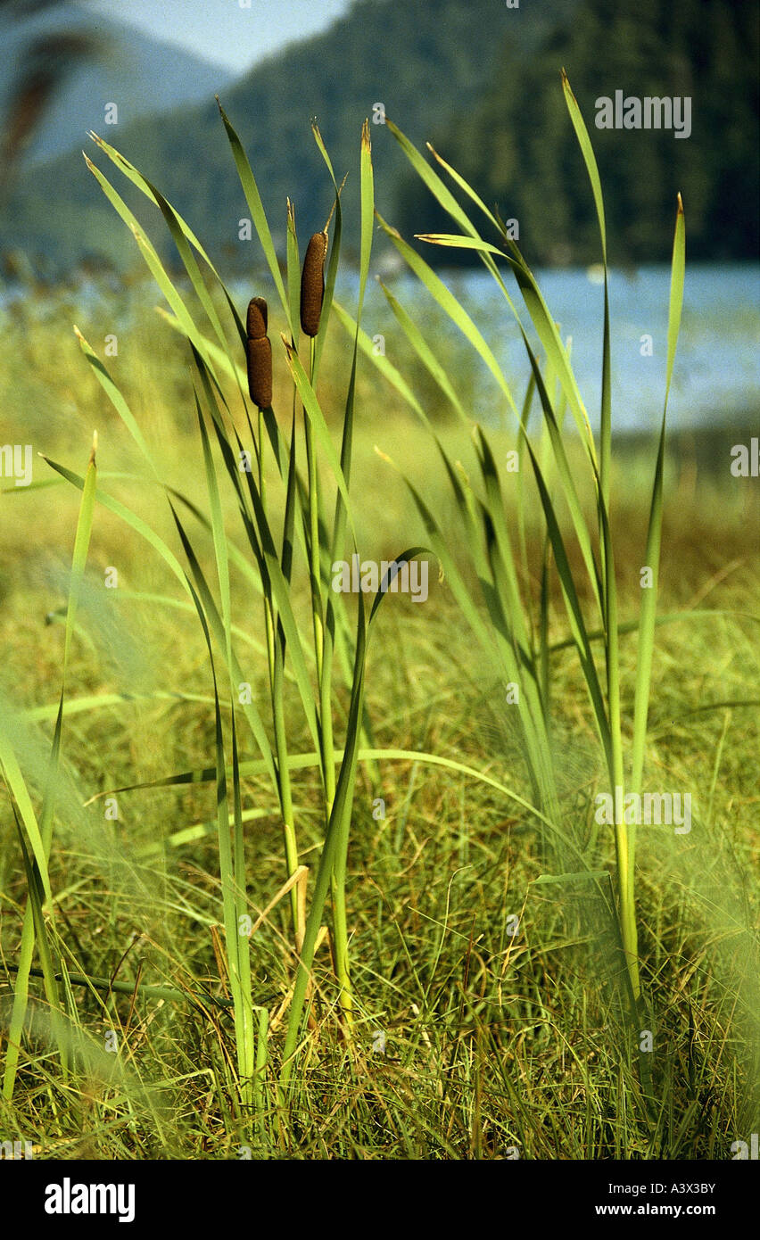 botany, bulrush, (Typha), Lesser Bulrush, (Typha angustifolia), in ...