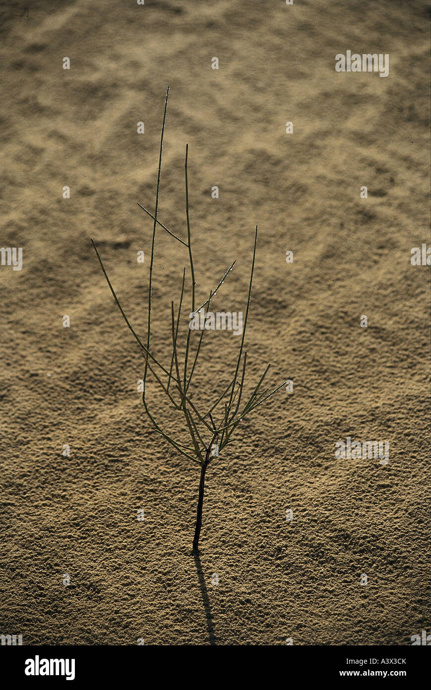 Retama raetam hi-res stock photography and images - Alamy