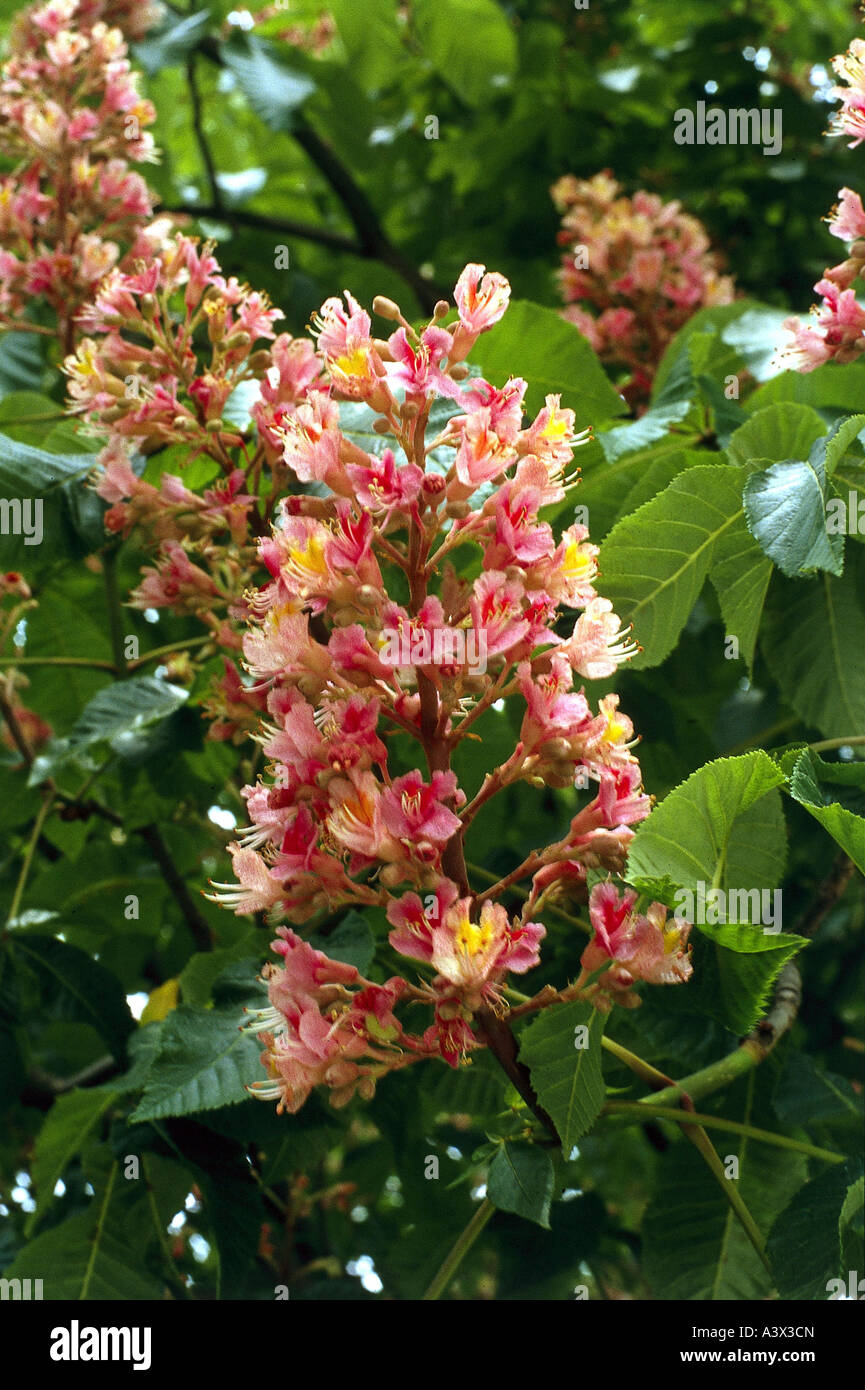 botany, chestnut, (Castanea), horse chestnut, (Aesculus carnea ...