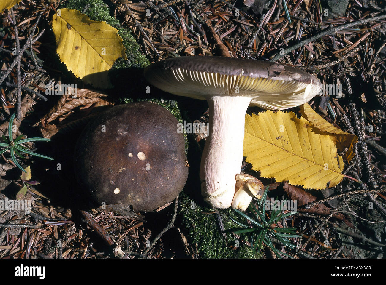 botany, Fungi, Russula, eatable, mushroom, beeches, Russula integra ...