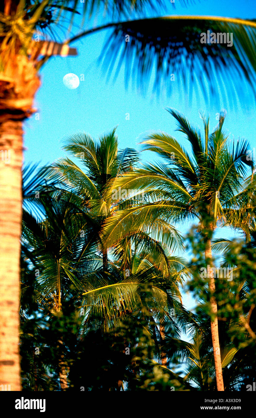 Moon through palm tree hi-res stock photography and images - Alamy