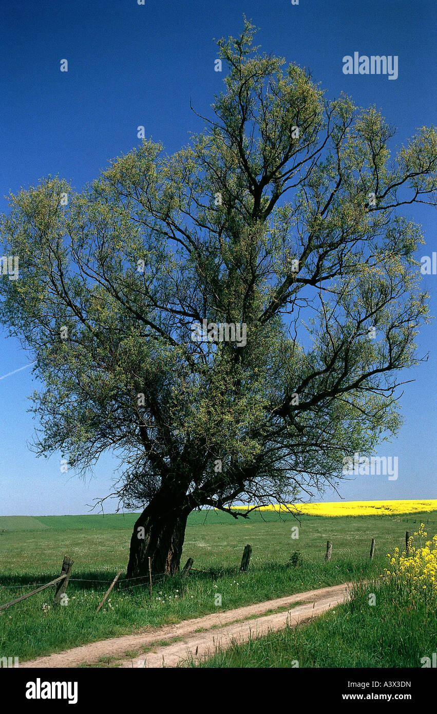 Silver willow salix alba hi-res stock photography and images - Alamy