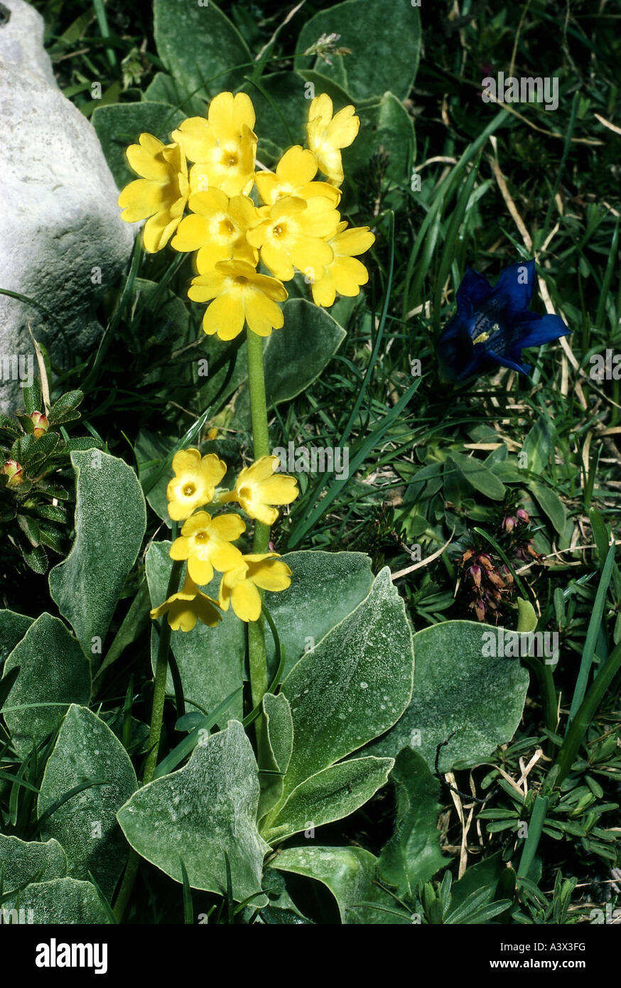 Yellow bloomings hi-res stock photography and images - Alamy
